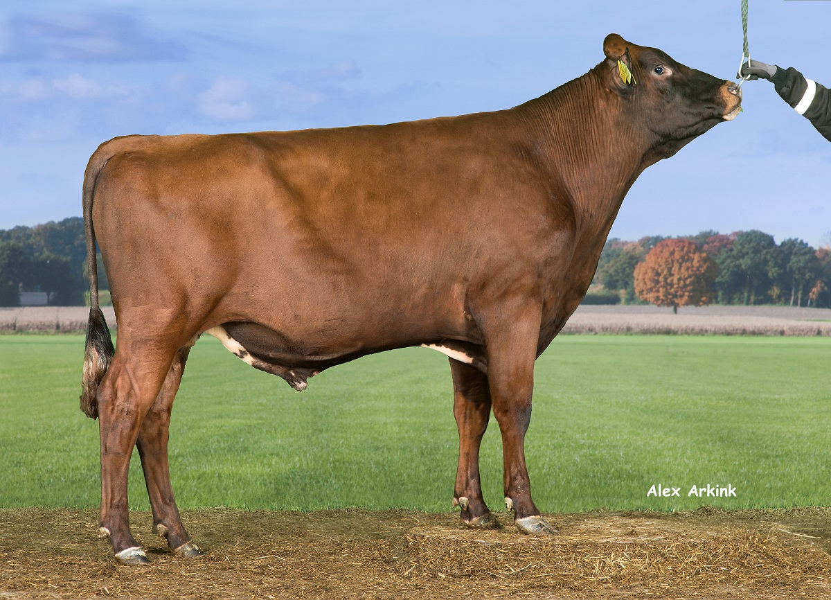 Viking Red | Procross