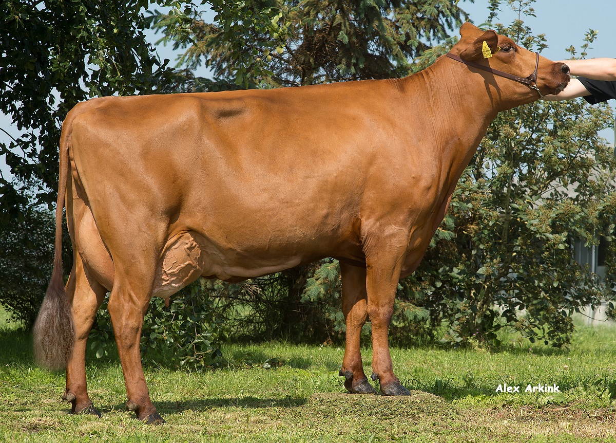 Viking Red | Procross