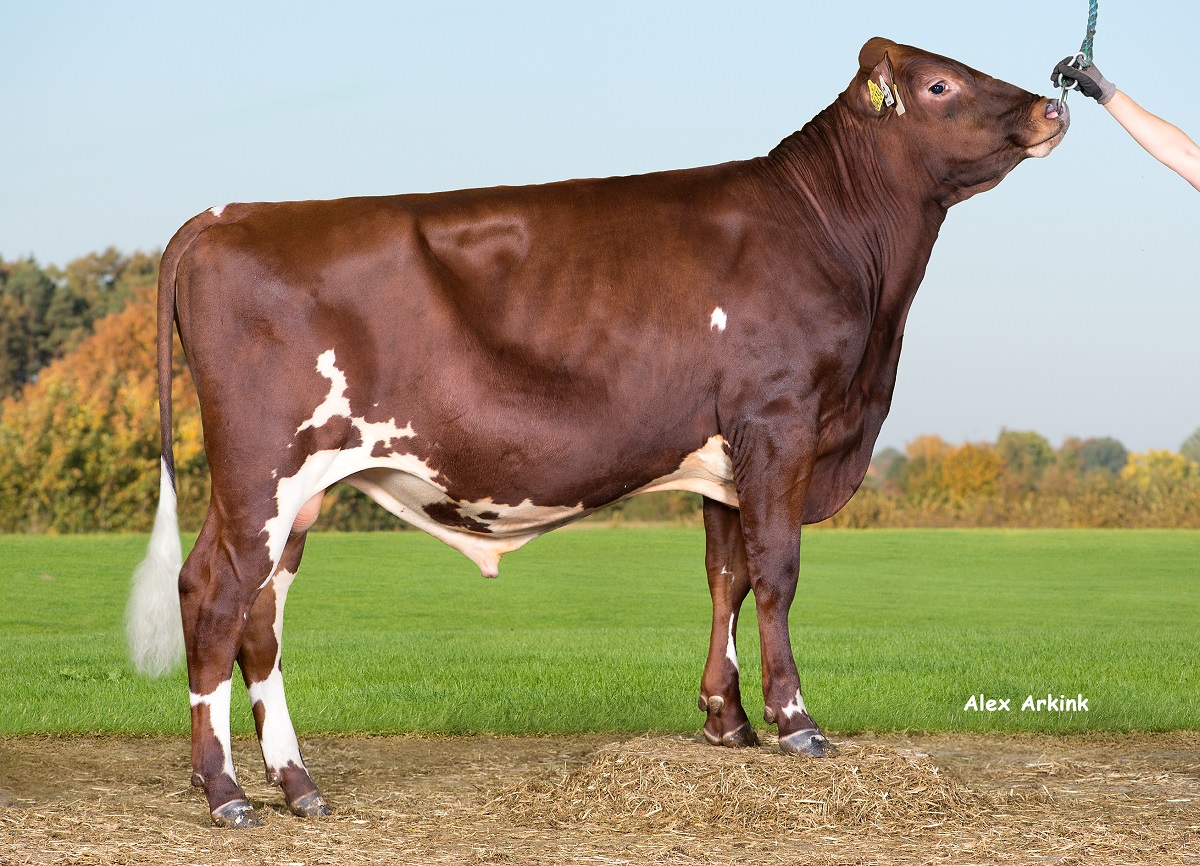 Viking Red | Procross