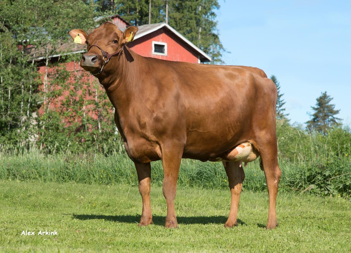 Viking Red | Procross