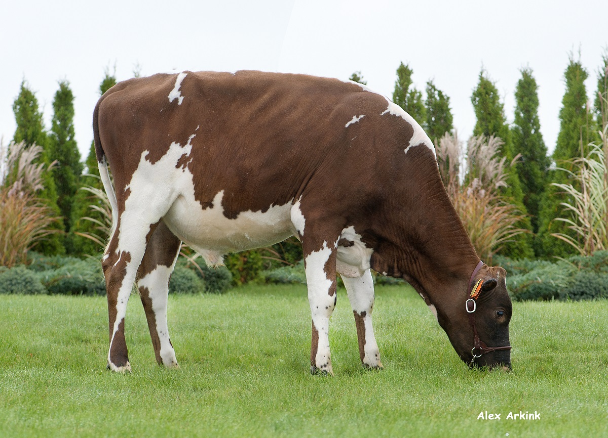 Viking Red | Procross